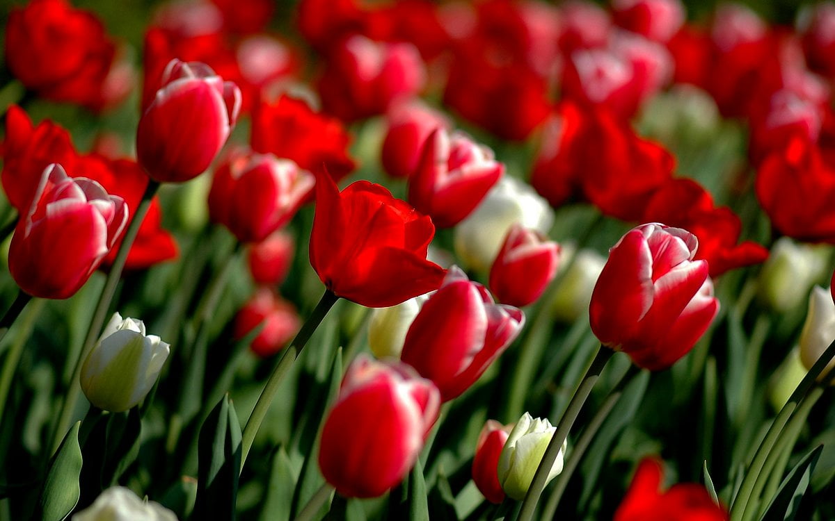 2000+ Fondos de pantalla - Flores HD | Fondos Gratis