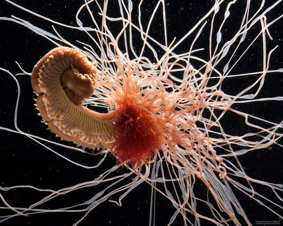 Background Molluscs, Animals, Reef | TOP Free Download images