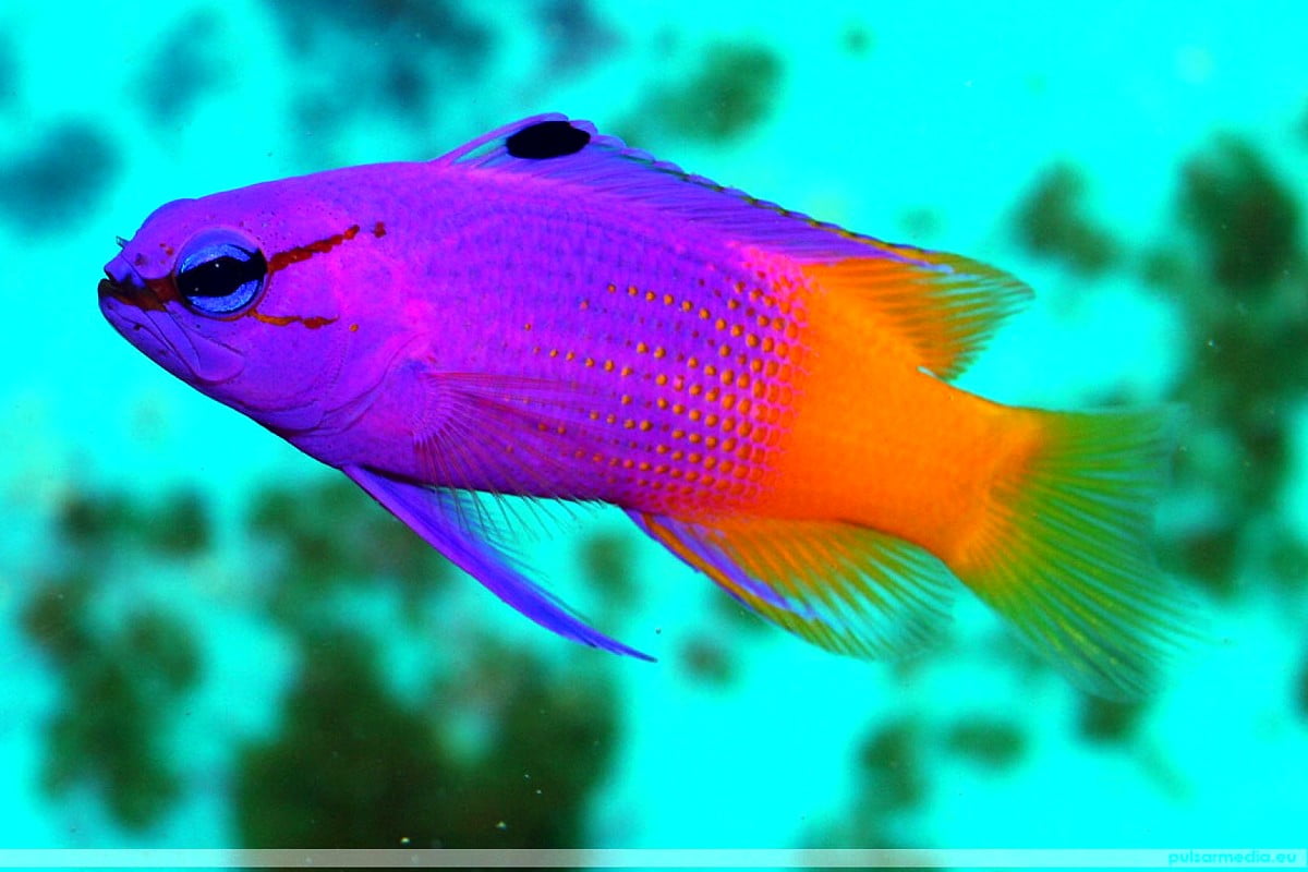 Lindos Nombres De Peces De Colores