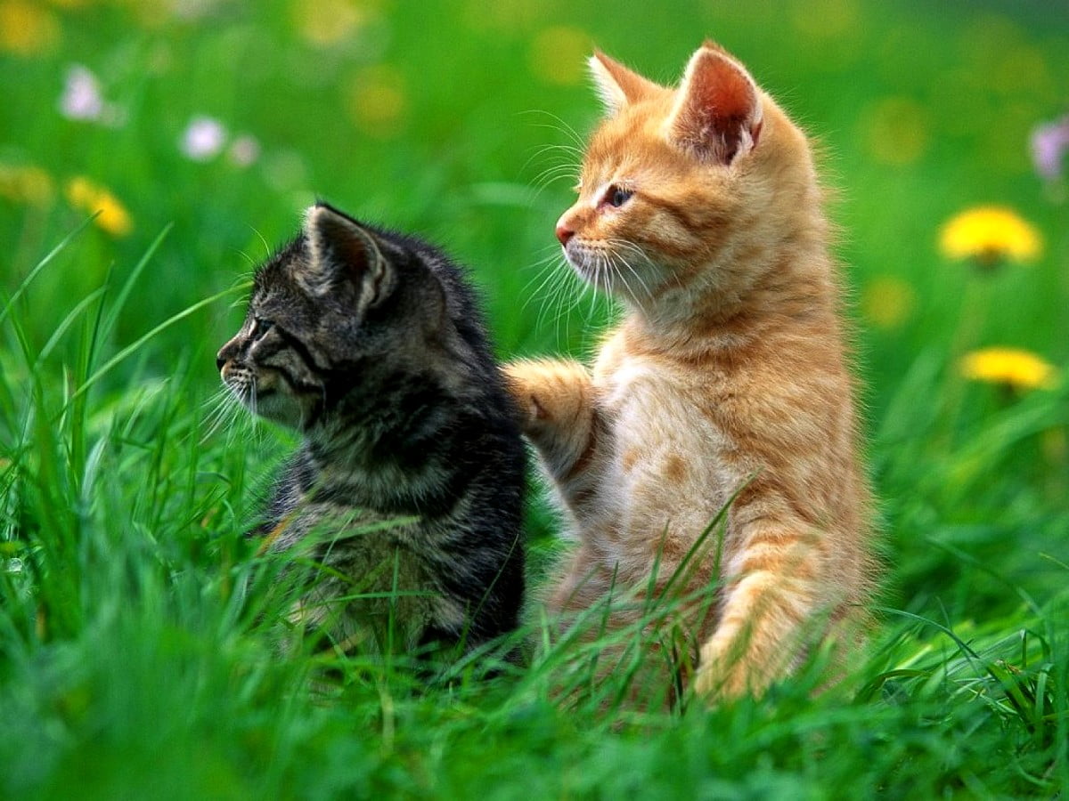 150+ Fonds d'écran Chatons HD | Télécharger Gratuitement