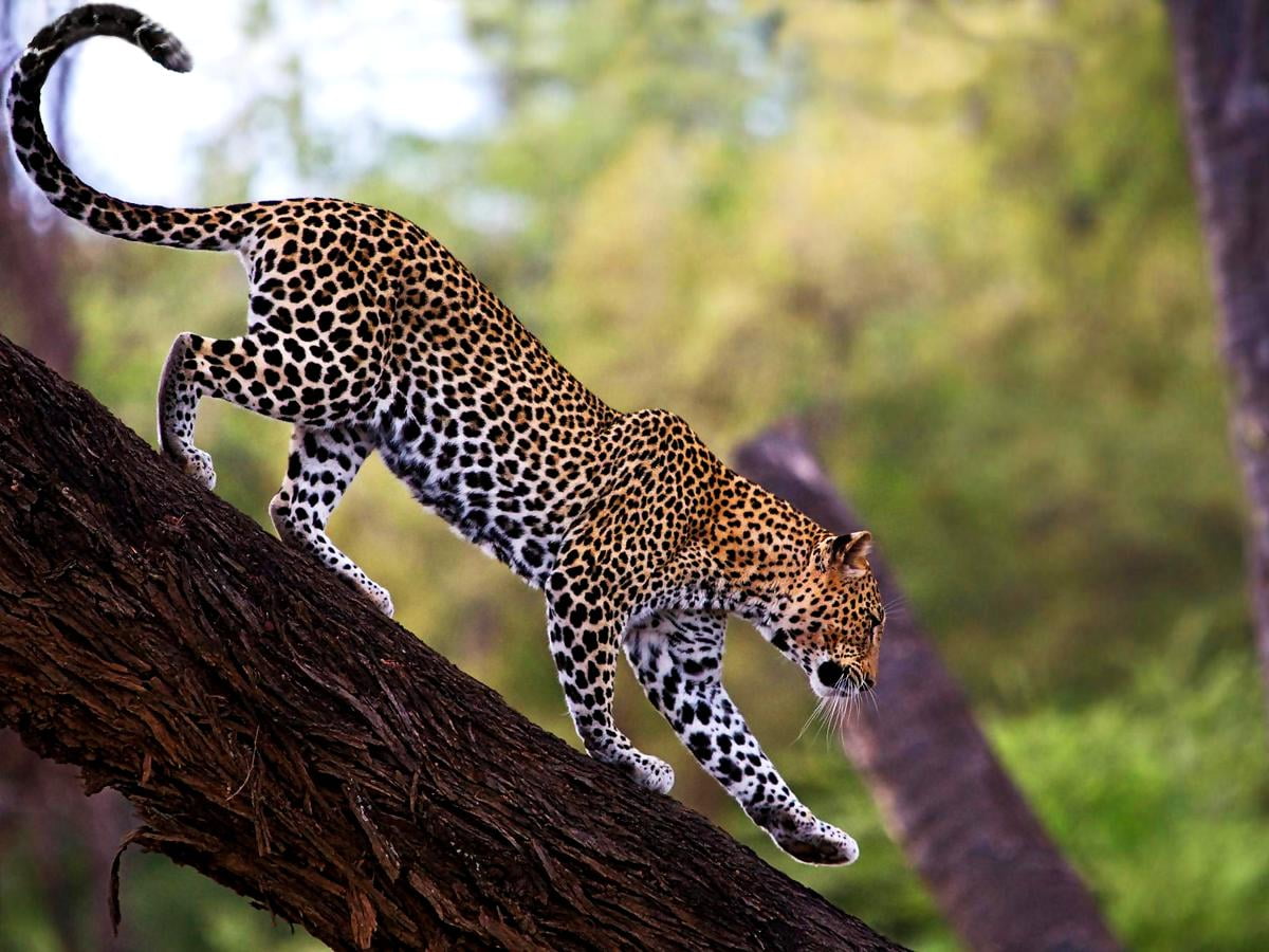 40+ Fondos de pantalla - Leopardo HD |Fondos Gratis