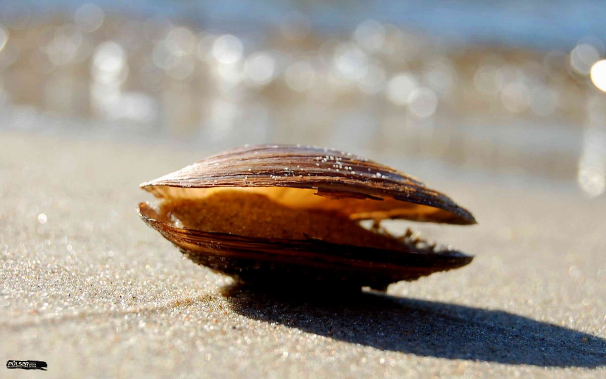 Fed Skal, Dyr, Bløddyr baggrundsbillede widescreen | Download Bedste ...