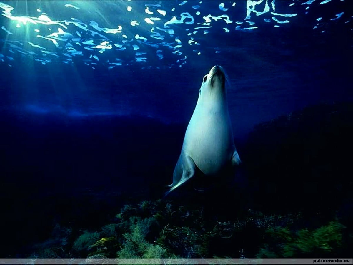 Imagen Vida Oceánica, Mundo Submarino, Acuario | Foto Gratis