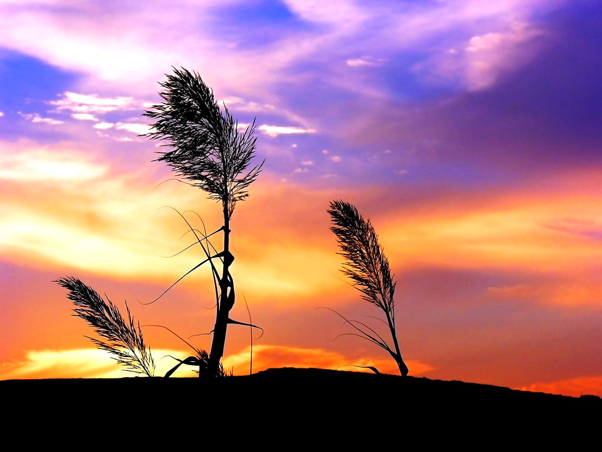 Nature, Sunset, Horizon background | FREE Download photos