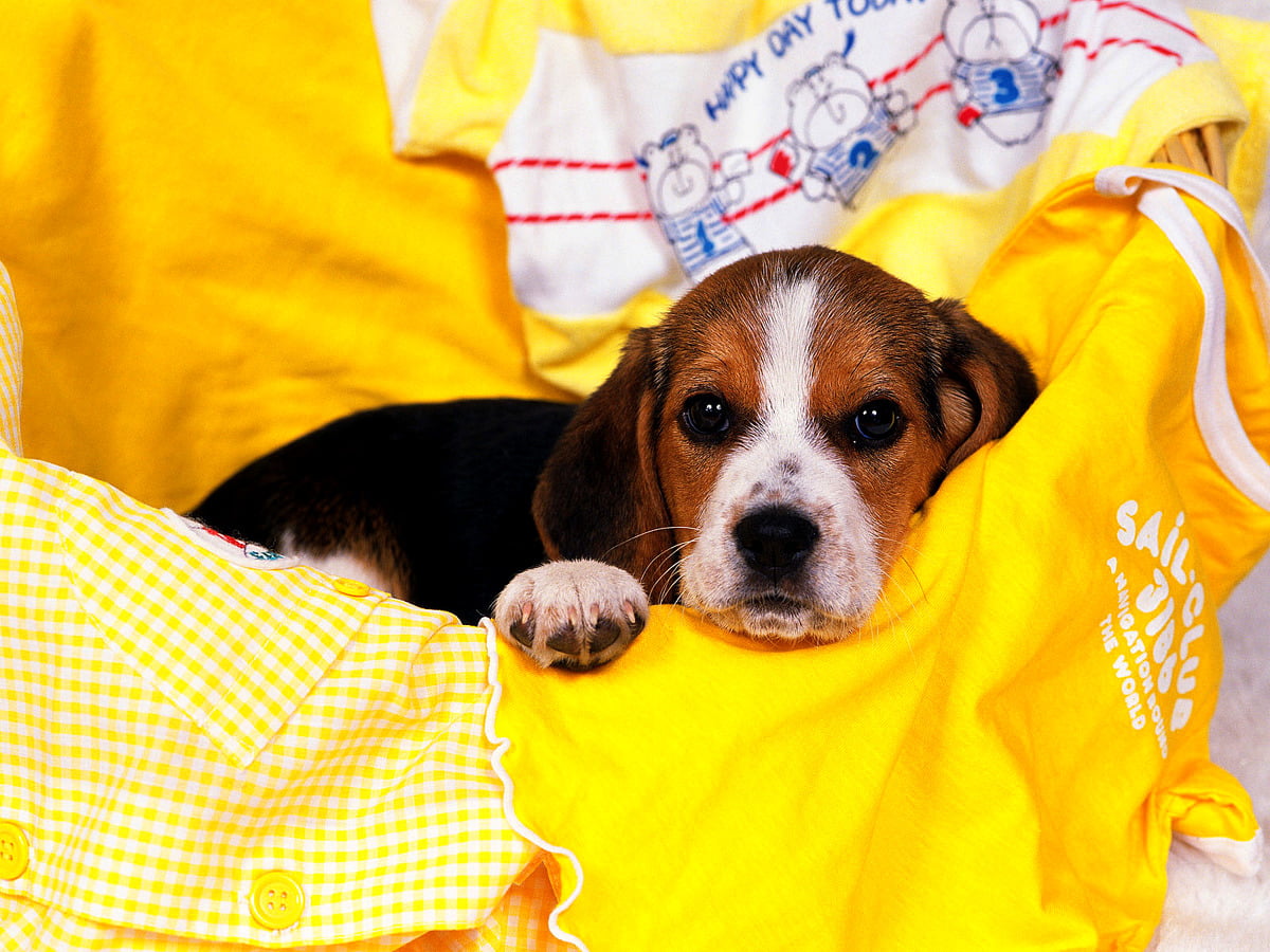 Beagle taustakuvat HD | Lataa Ilmaiset Taustakuvat
