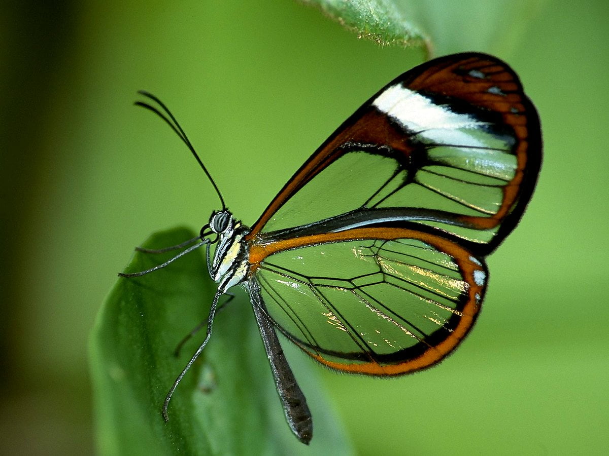 120+ Butterfly wallpapers HD 🔥 Download Free backgrounds