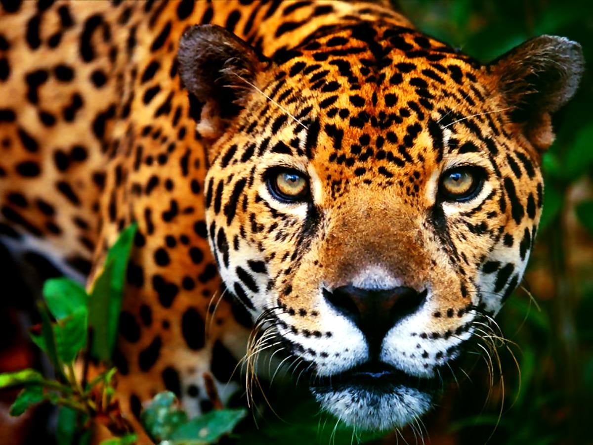 20+ African leopard backgrounds HD | Download Free wallpapers