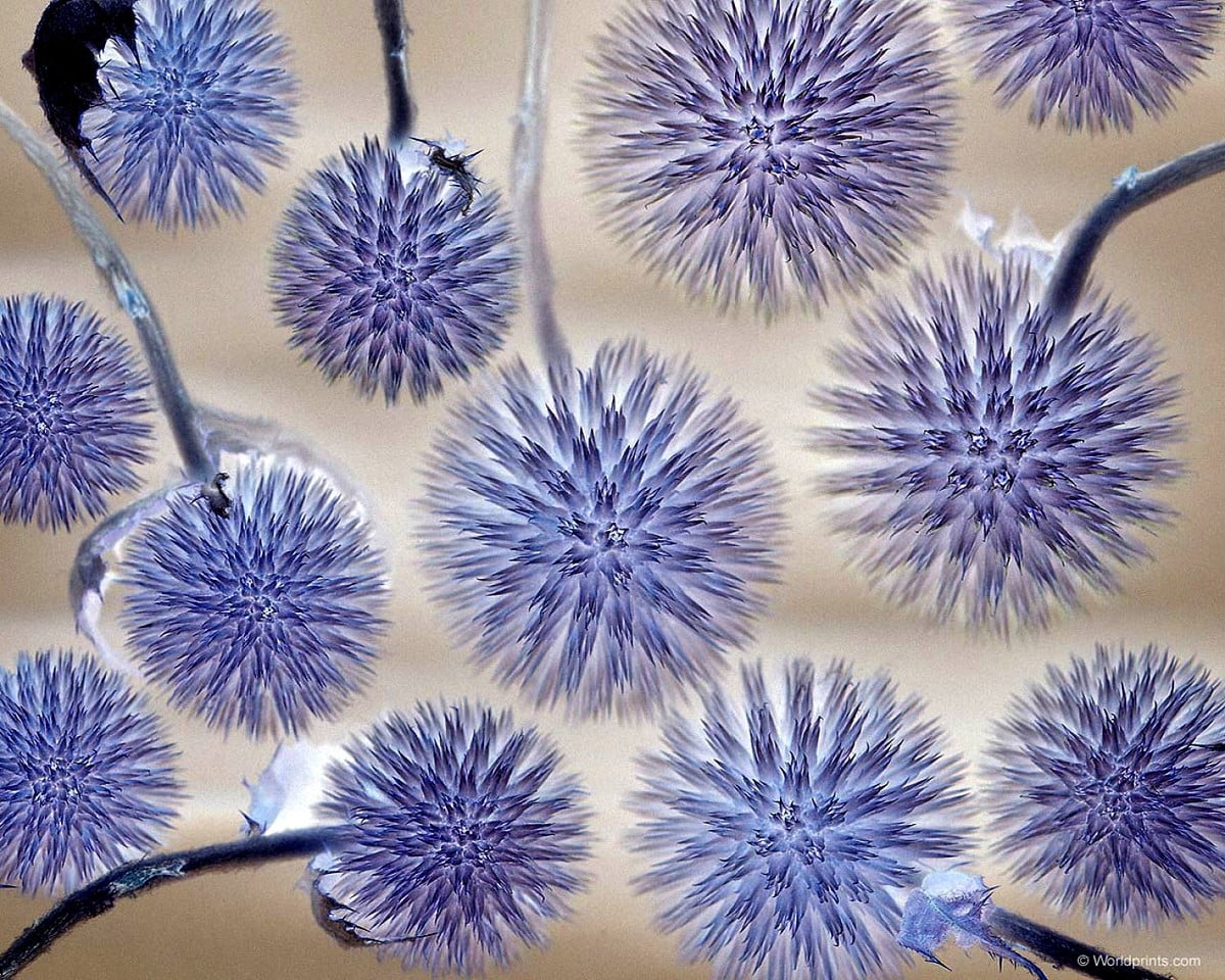 Thistle wallpapers HD | Download Free backgrounds