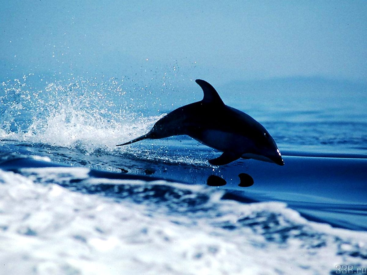 Delfiini, Pullonokkadelfiini, Eläimet taustakuva | Parhaita Ilmaisia Kuvia