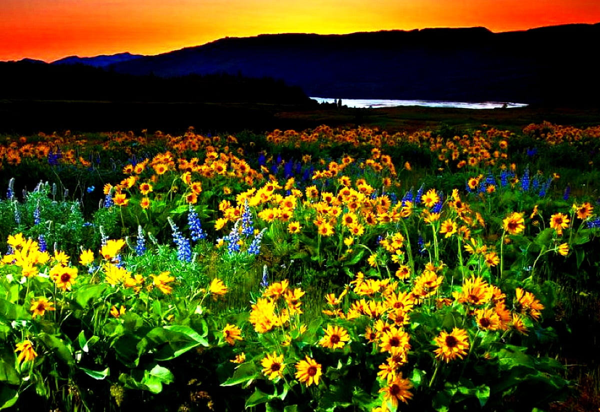 340+ Wildflower backgrounds HD | Download Free wallpapers