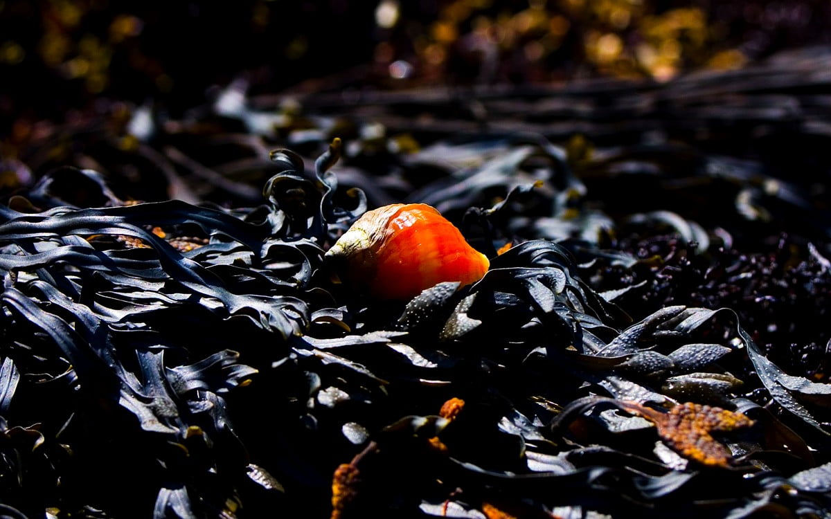 20+ Tea wallpapers HD | Download Free backgrounds