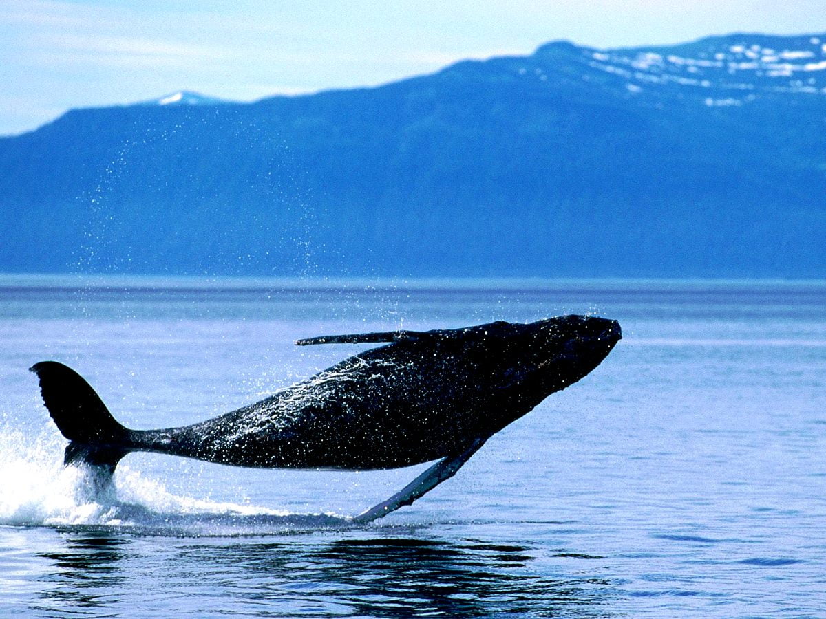 Baggrund Ocean, Dyr, Bjerge | Gratis baggrund