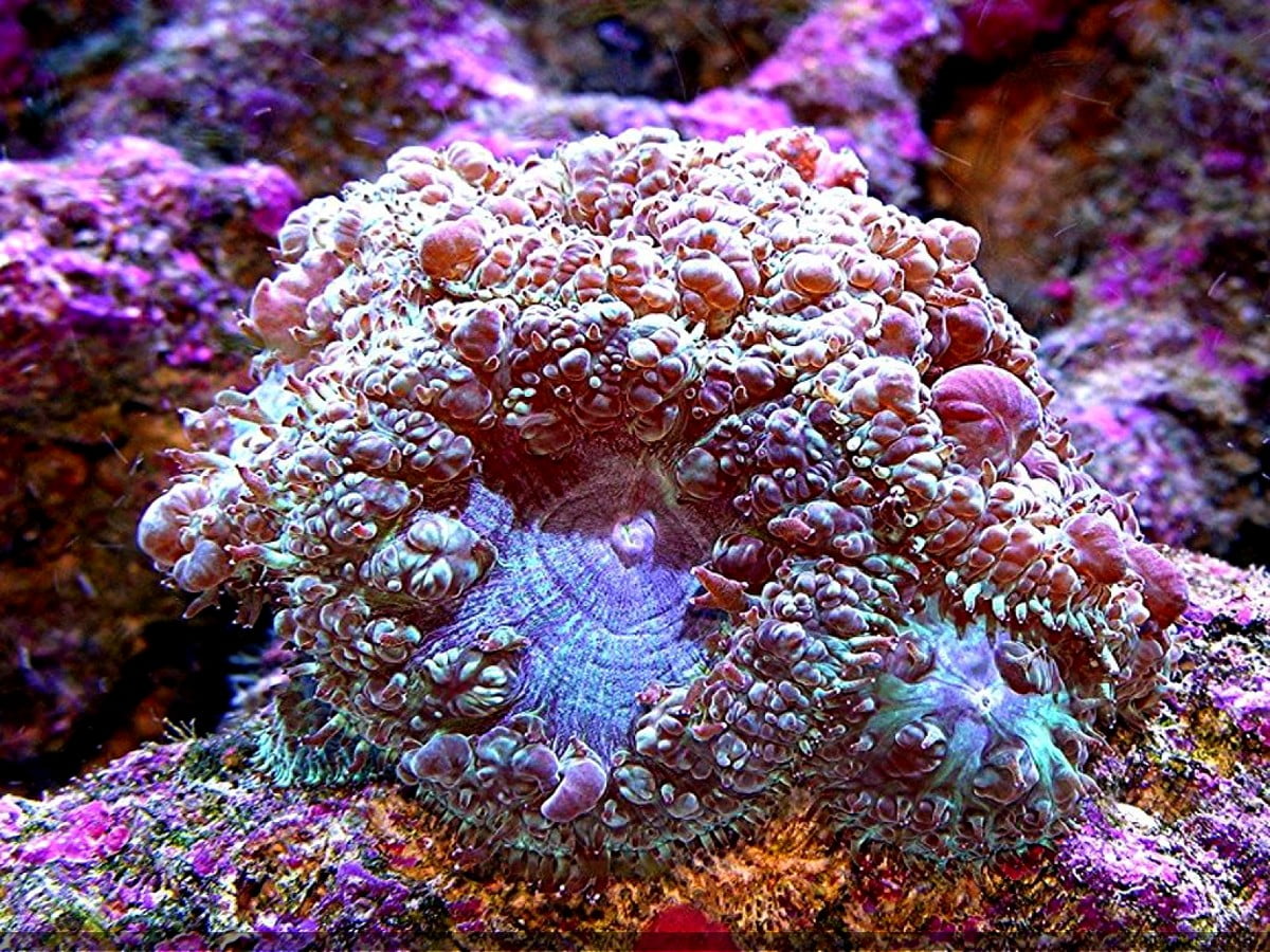 190+ Koral baggrunde HD | Download Gratis Baggrundsbilleder