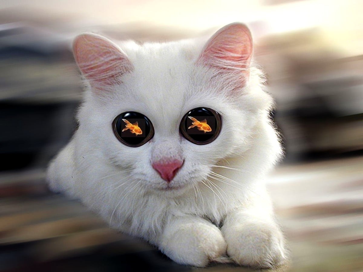 150+ Fonds d'écran Chatons HD | Télécharger Gratuitement