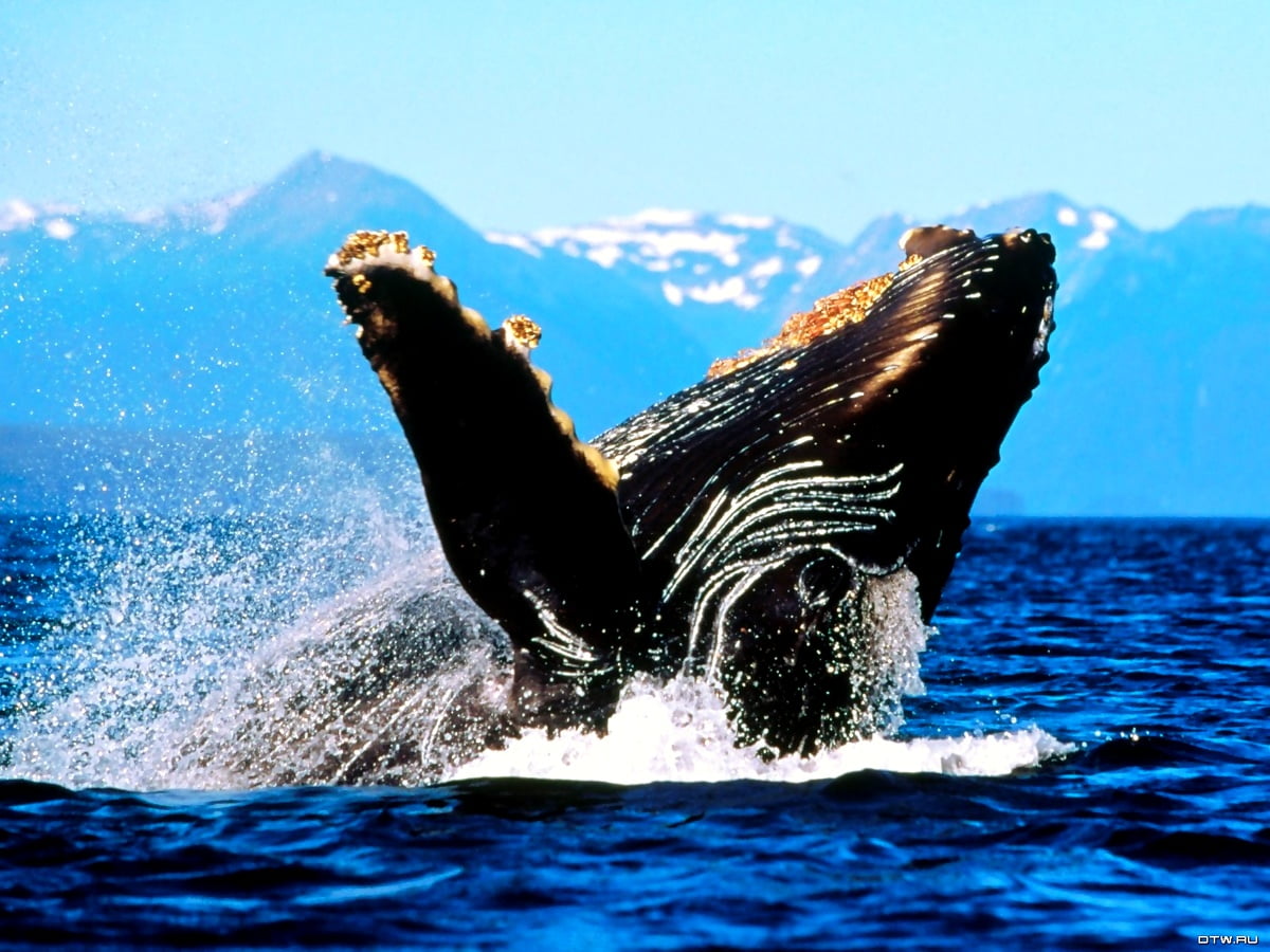 60+ Fonds d'écran Baleine HD |Télécharger Gratuitement