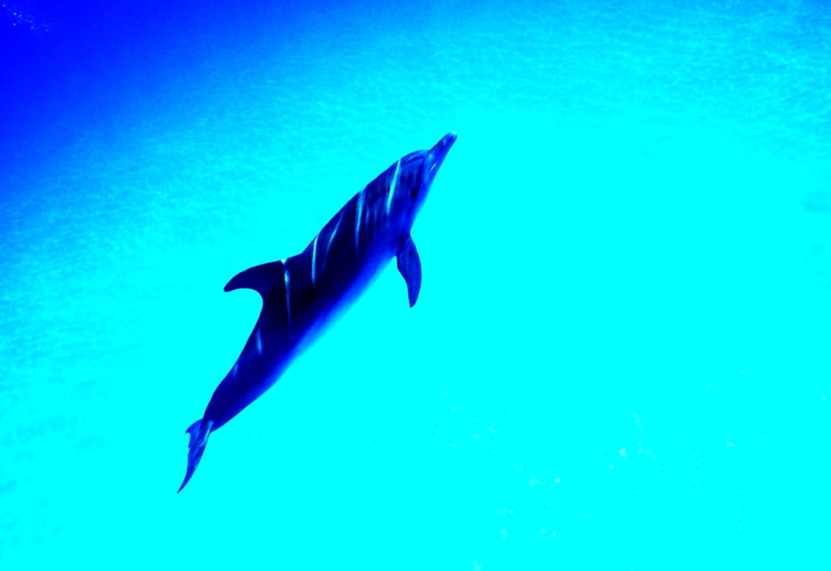 Delfiini, Kalastaa, Eläimet taustakuva | Lataa Kuvia Ilmaiseksi