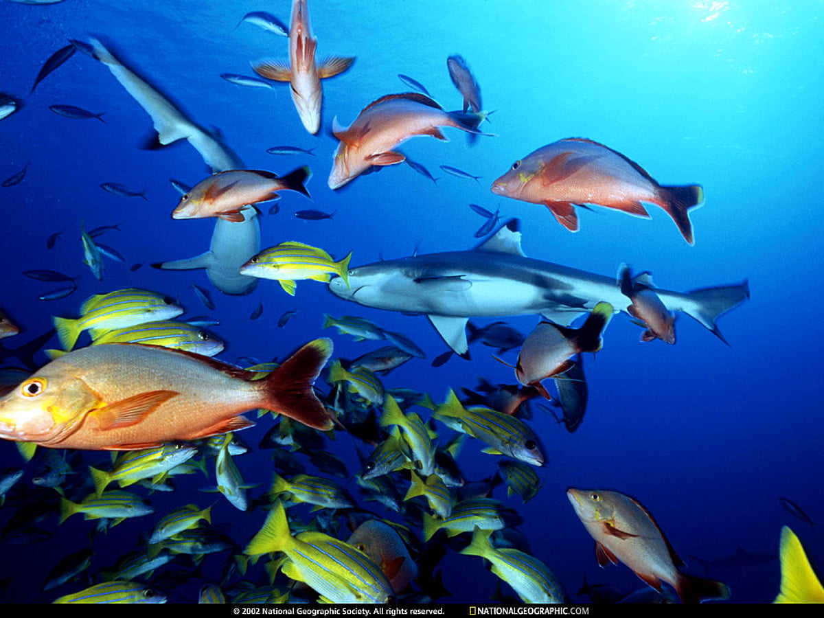 120+ 4K Coral reef fish wallpapers 🔥 Download Free backgrounds