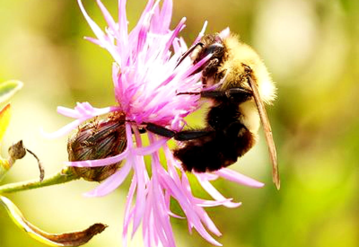Imagen de fondo Abeja Melífera, Abeja, Insectos | Descargar Foto Gratis