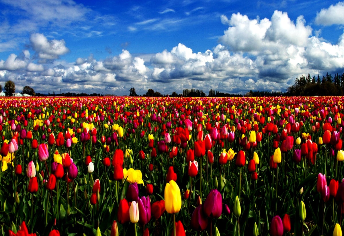 Blomster, Stillehavs Rhododendron, Natur baggrund | Gratis Download ...