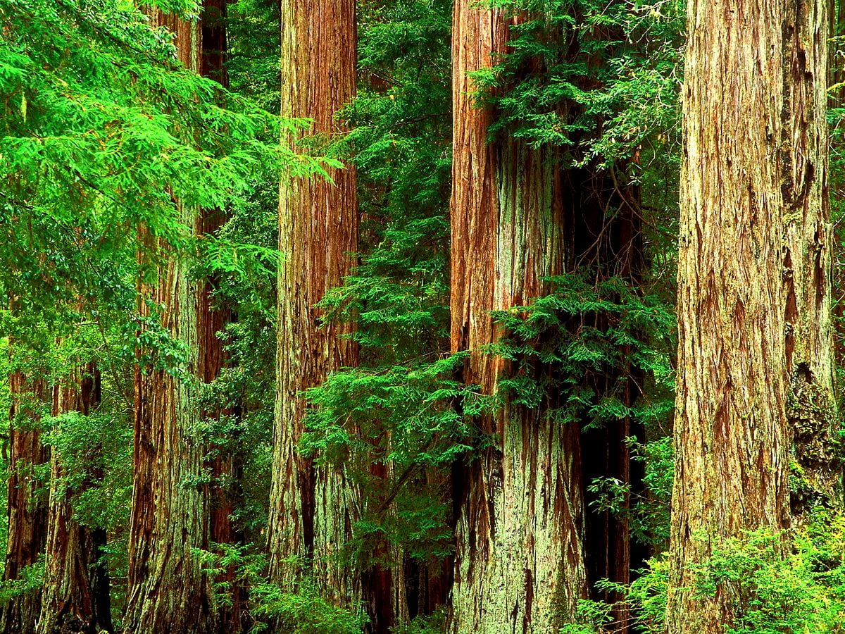 Skog, Redwood, Gammel Skog bilde til bakgrunn | Gratis Topp bakgrunnsbilder