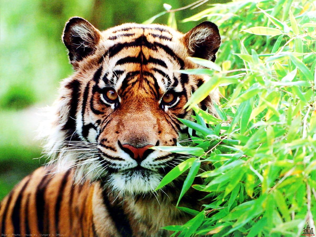 Beautiful Tiger, Wildlife, Bengal Tiger wallpaper | TOP Free pics