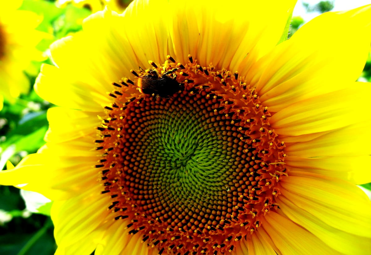 Smukke Makro Blomst, Solsikke, Gule baggrundsbillede | Gratis Bedste ...