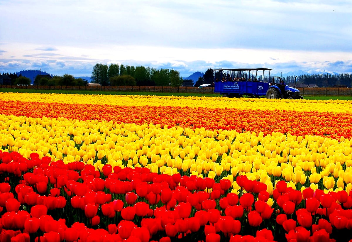 Blomster, Tulipan, Mark baggrundsbillede | Download baggrundsbillede