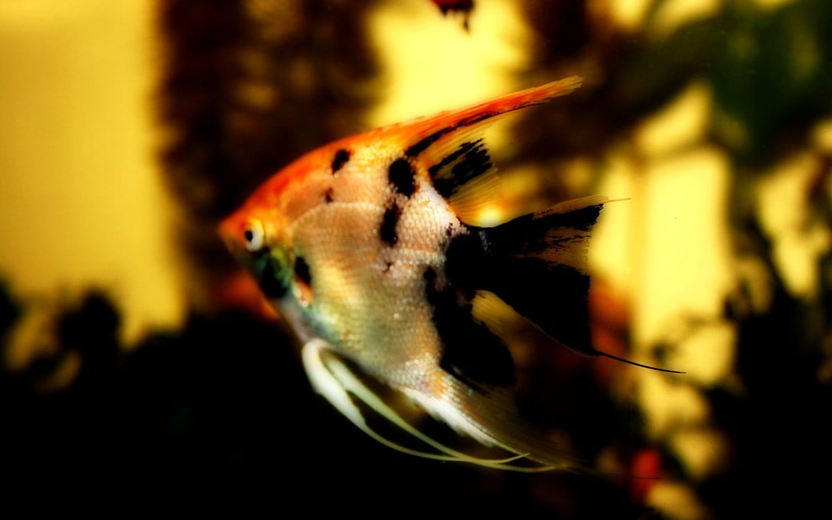 70+ Colourful fish background images 🔥 Download Free wallpapers