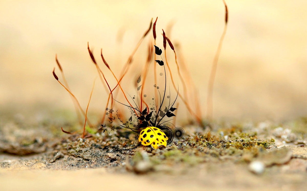 Digital Art, Nature, Insects background | FREE Download pictures