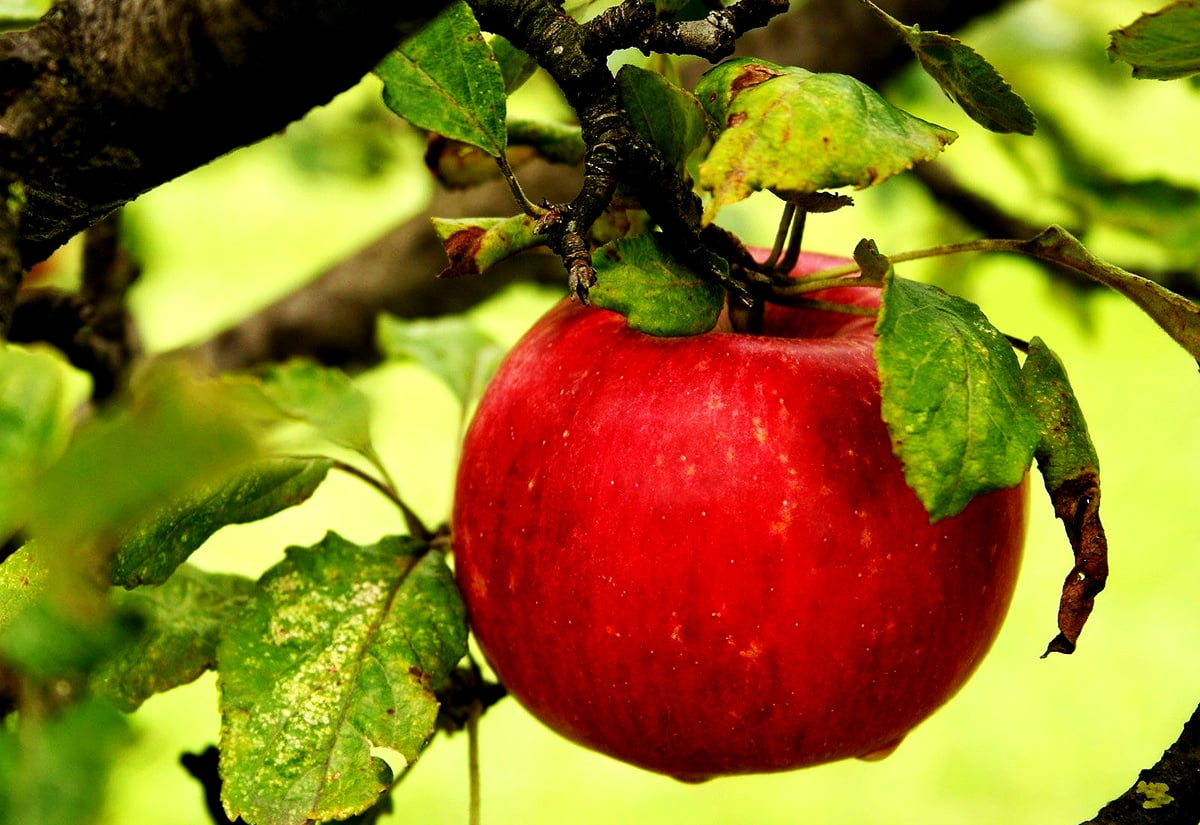 80+ Duvar kağıtları Elma HD | Ücretsiz Duvar Kağıtları