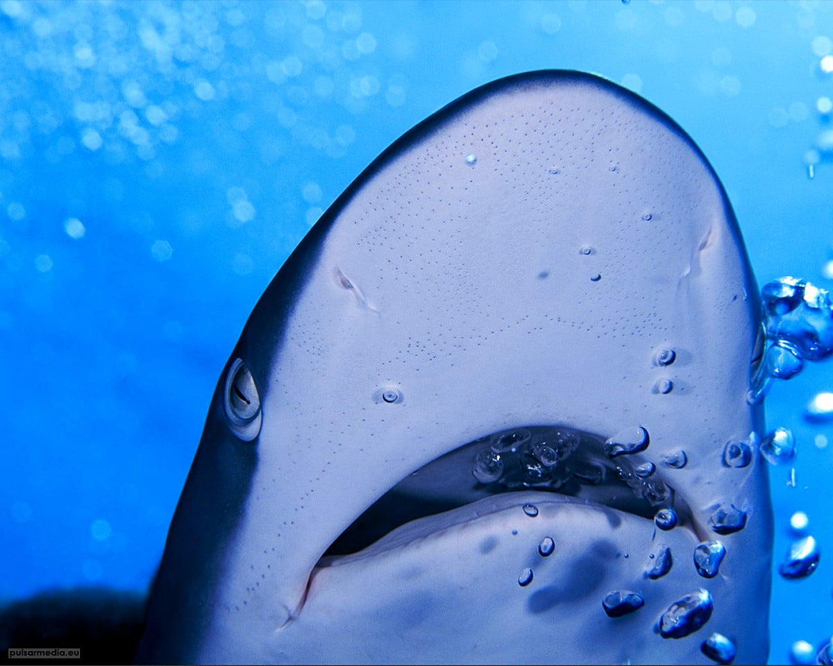 Wallpaper Ocean Life, Blue, Drop | TOP Free Download pics