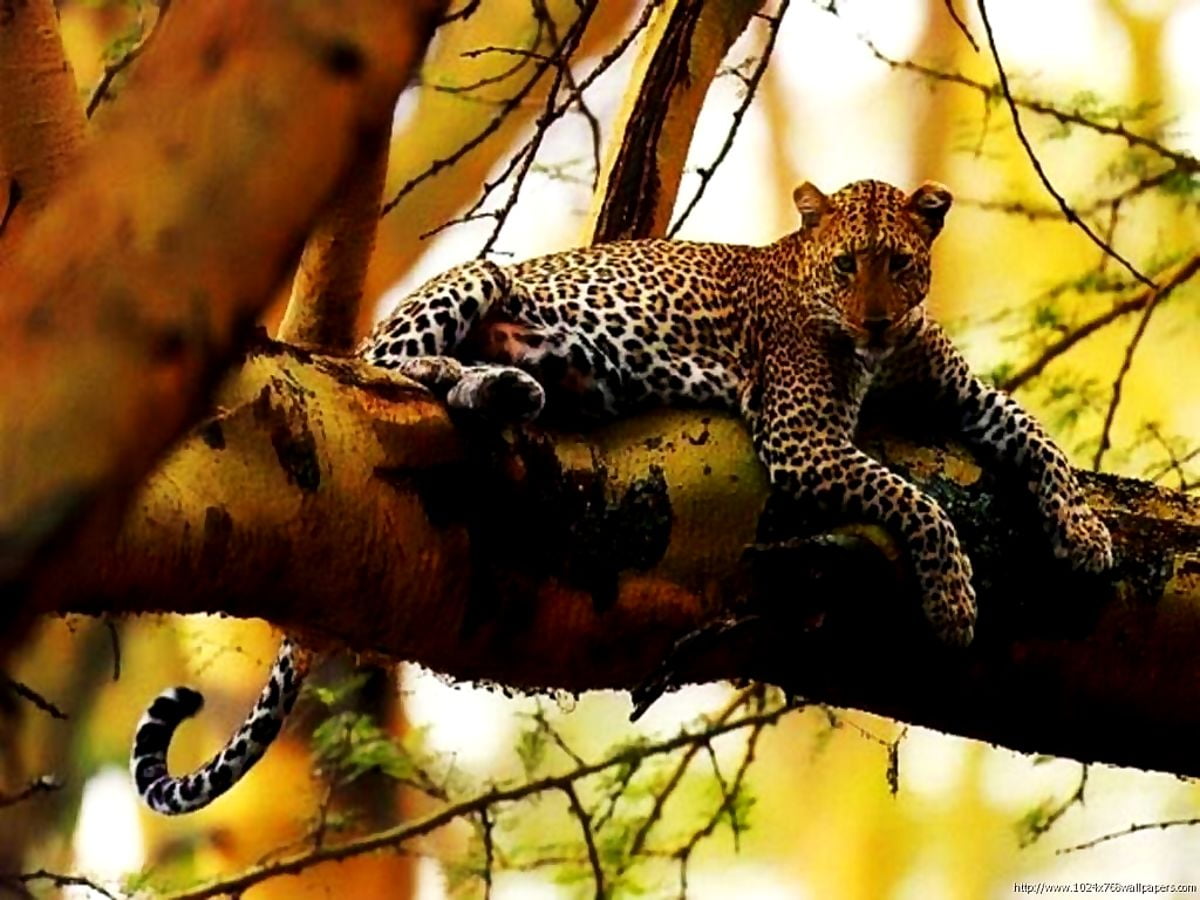 Leopard, Vilt, Dyr bakgrunn | Laste Ned Beste Gratis bilder til bakgrunn