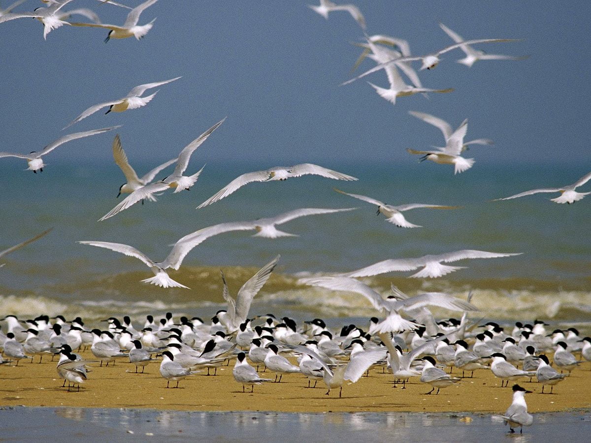 Fondo de pantalla chulo Pájaro, Bandada, Vida Oceánica | Fondo