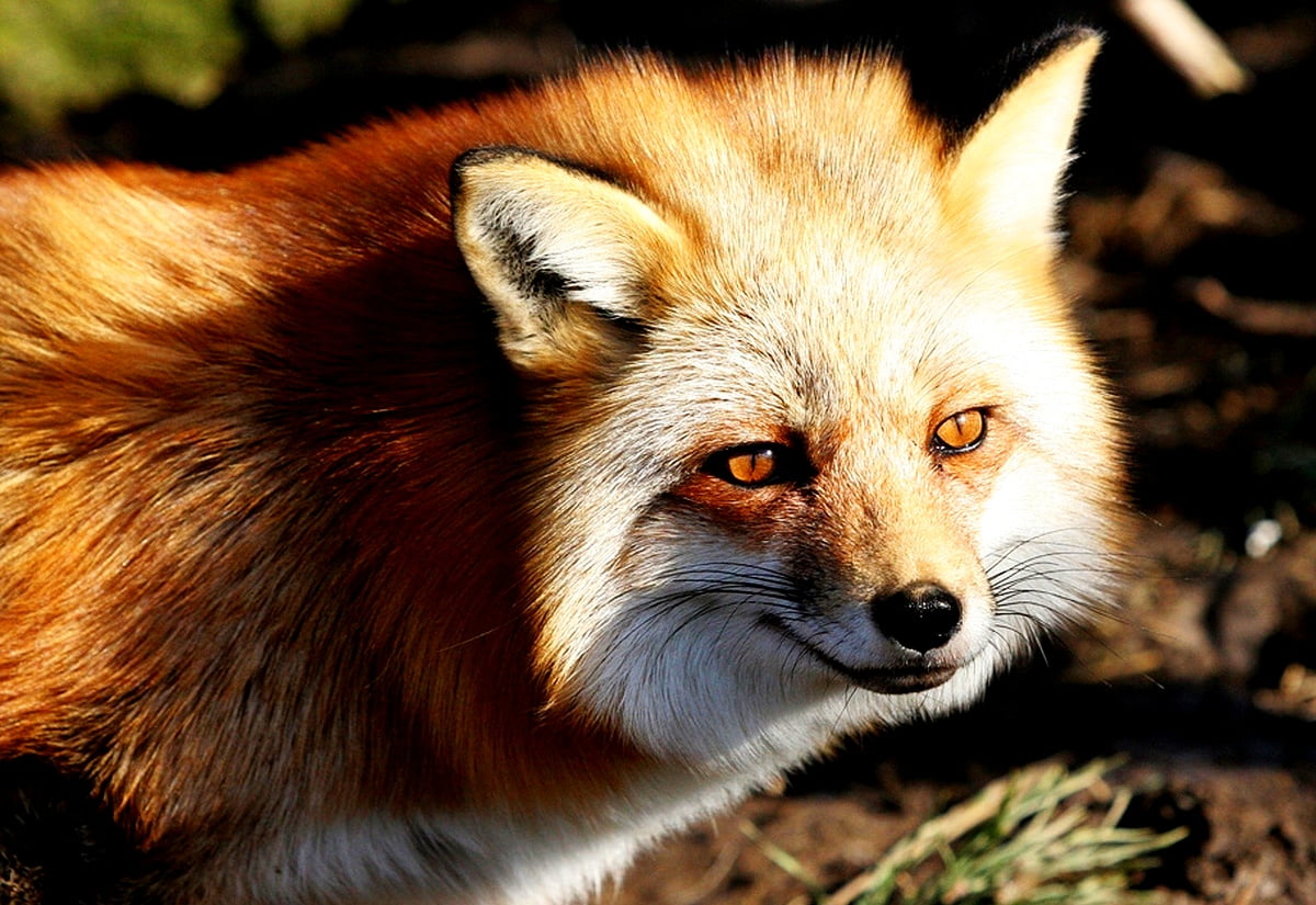 Fox, Red Fox, Animals background | Best Free Download photos