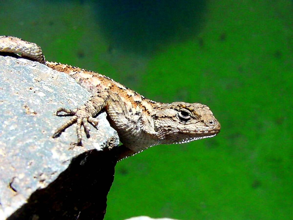 210+ HD Reptile wallpapers | Download Free backgrounds