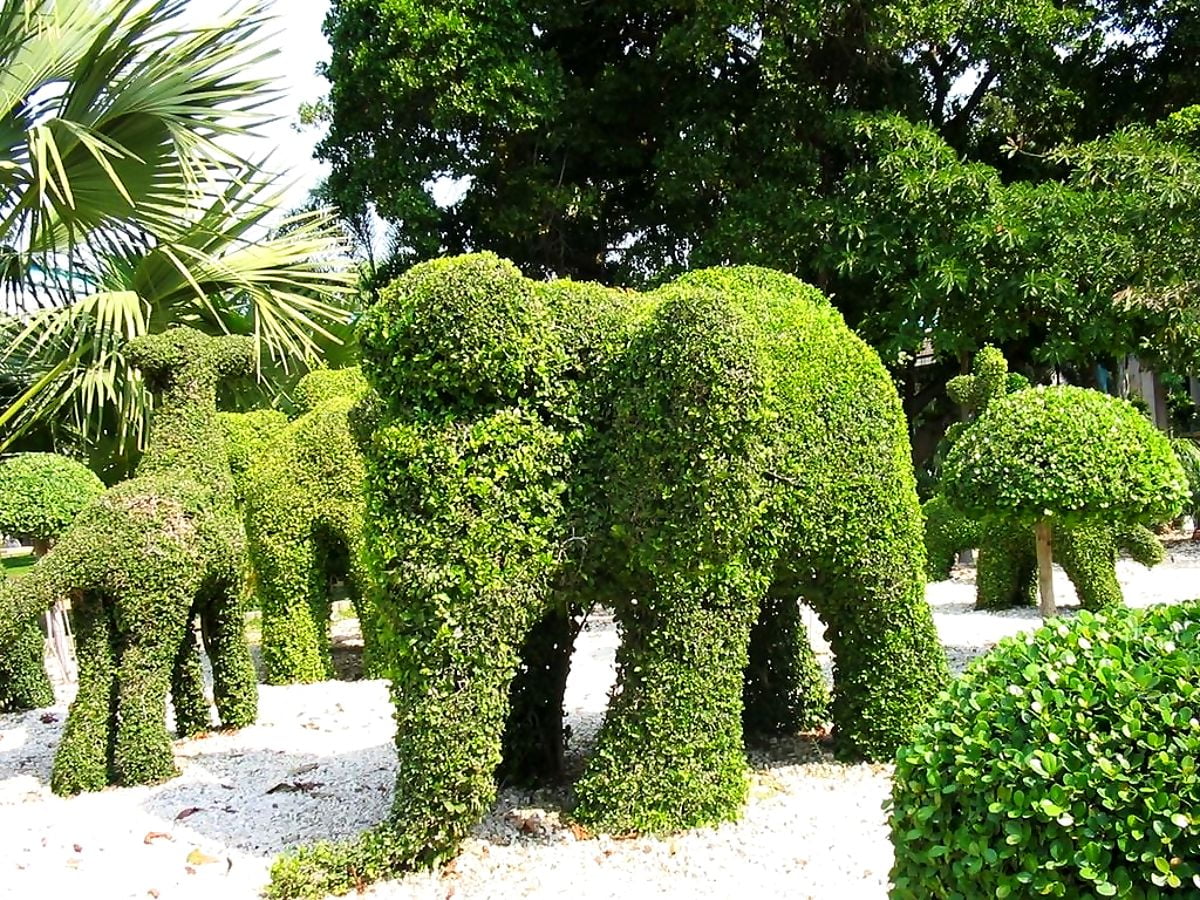 20+ Shrub wallpapers HD | Download Free backgrounds