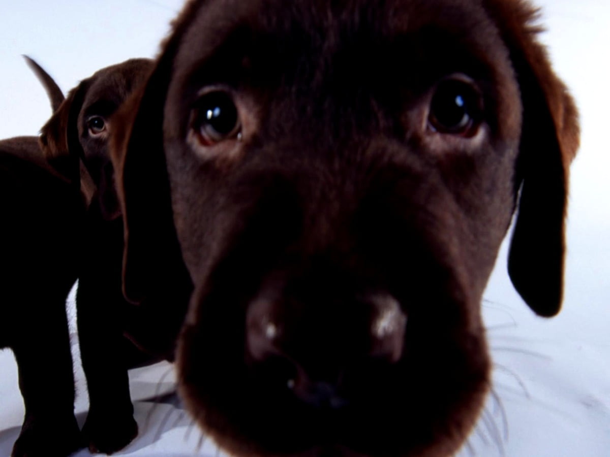 180+ Hunde baggrunde HD | Download Gratis Baggrundsbilleder