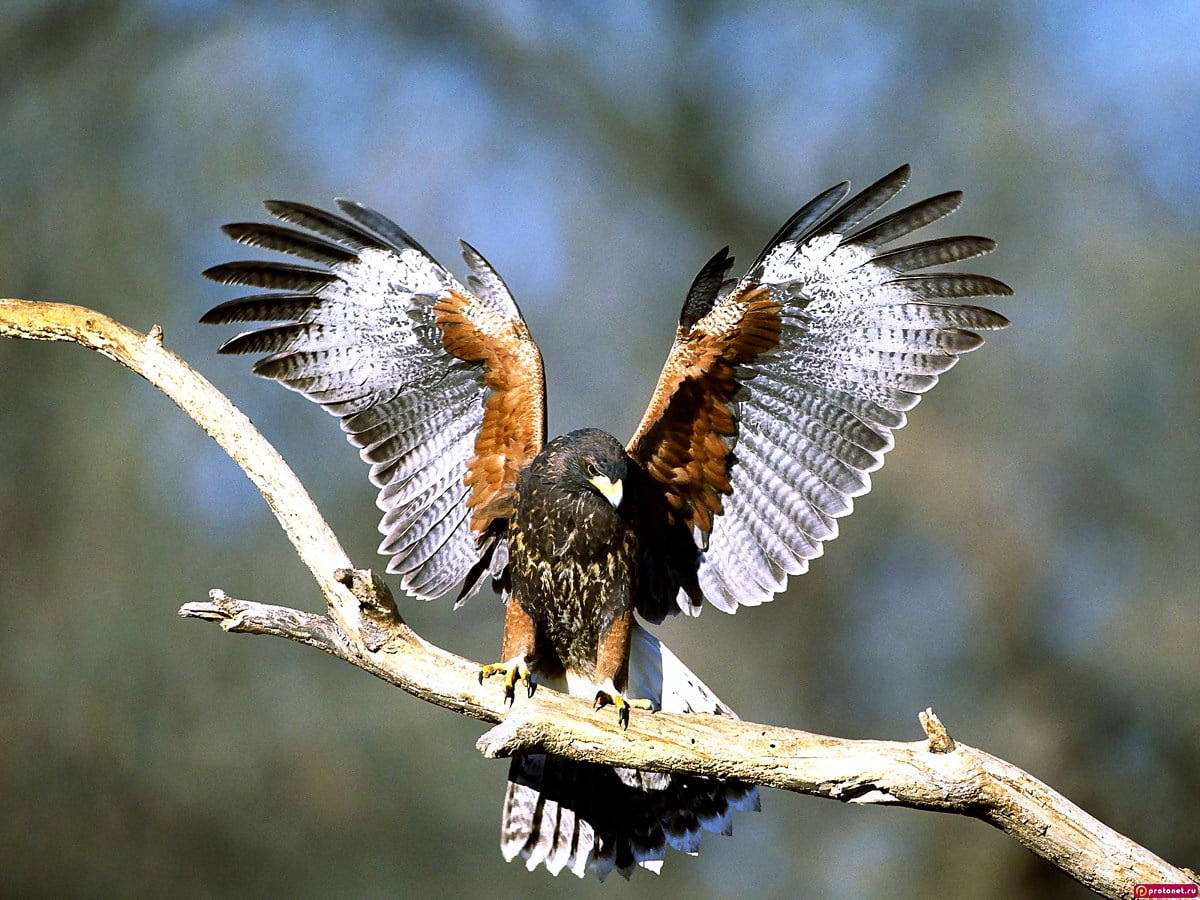 Fondo de pantalla chulo Pájaro, Águila, Animales | Fondo