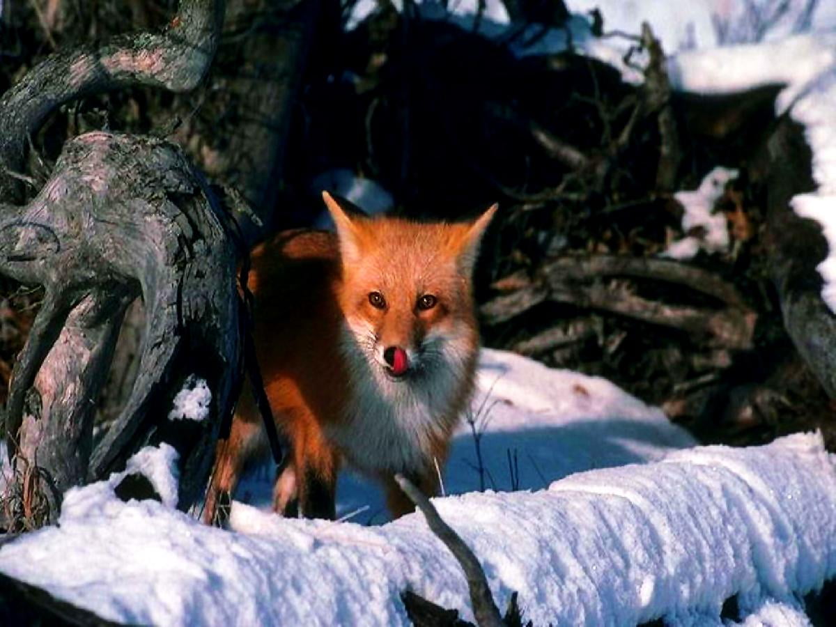 Android baggrund Rød Ræv, Ræv, Dyreliv | Download baggrund