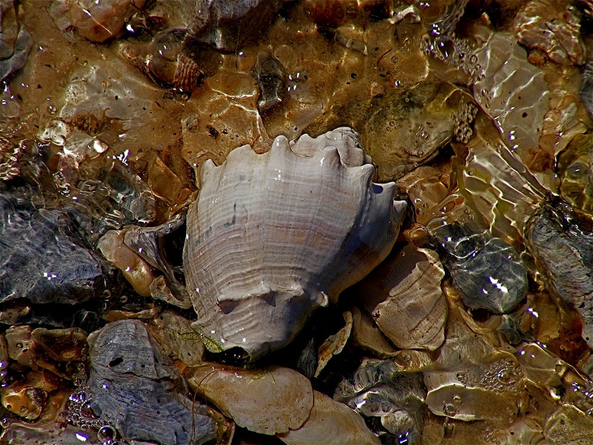 Fed Skal, Dyr, Bløddyr baggrundsbillede widescreen | Download Bedste ...