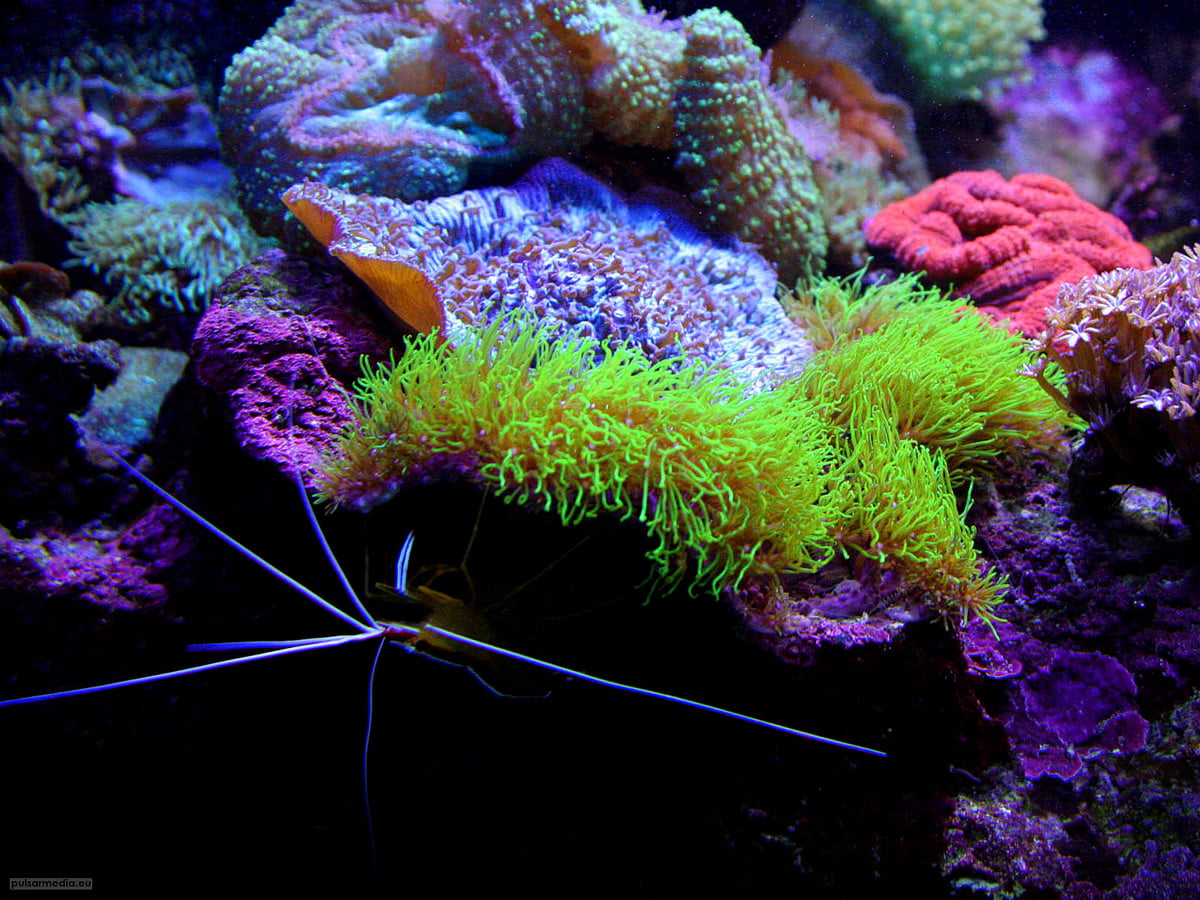 190+ Coral wallpapers HD | Download Free backgrounds