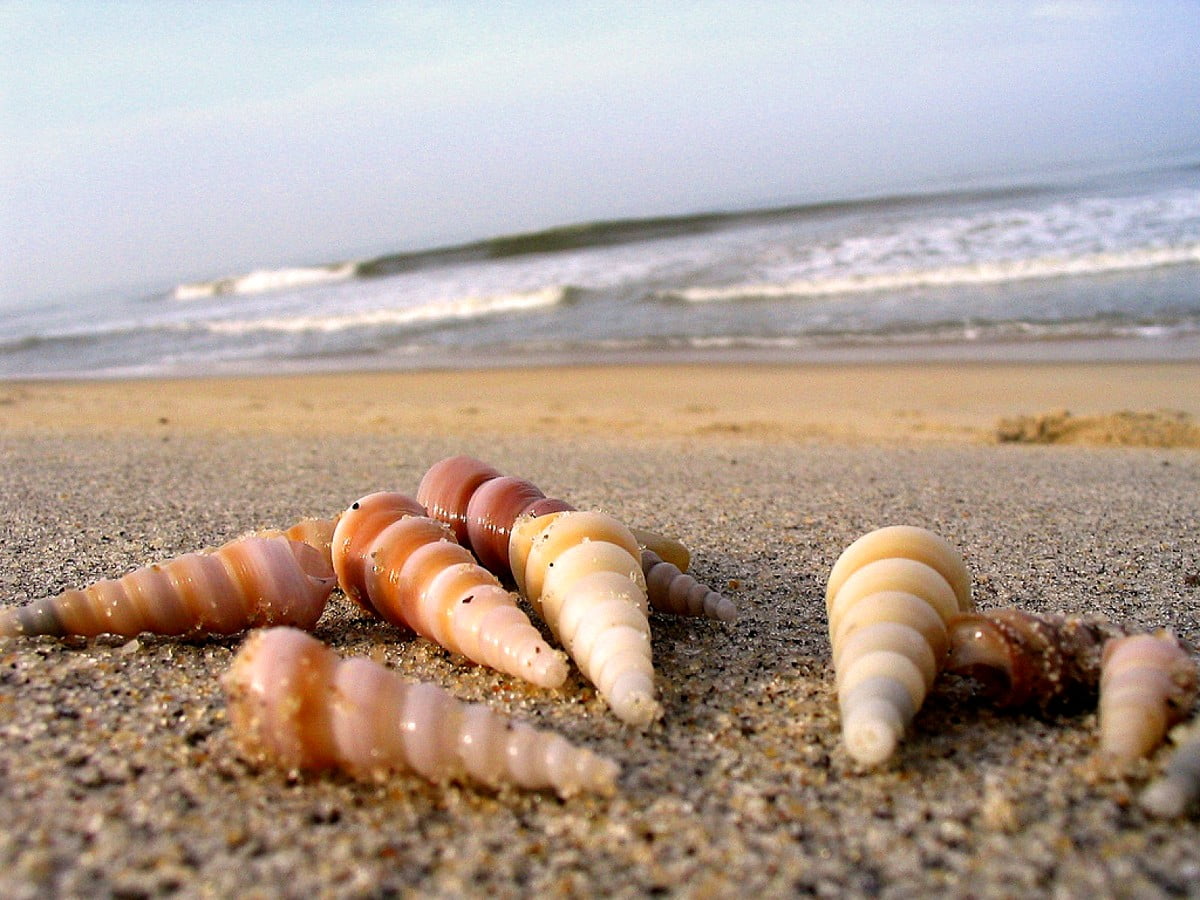 160+ Ocean life wallpapers HD | Download Free backgrounds