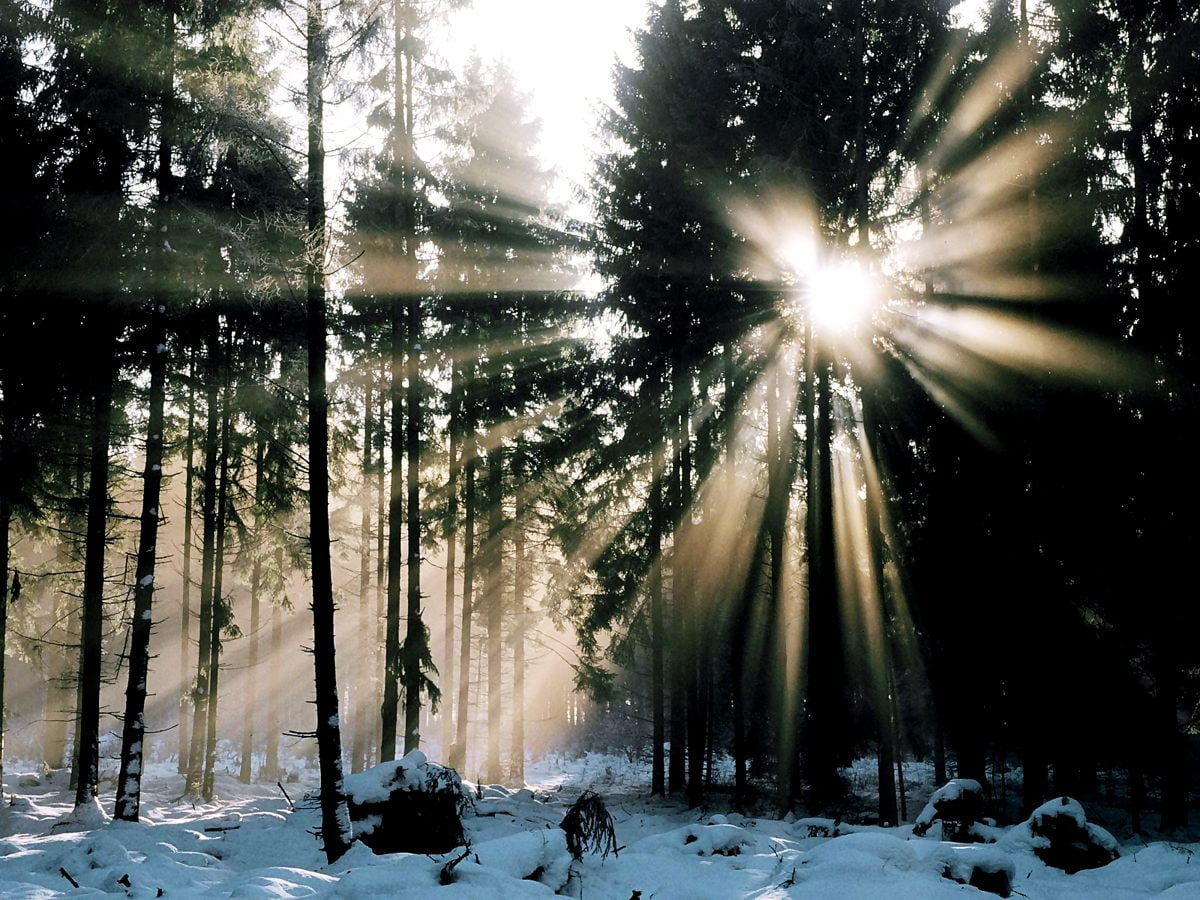 Skov, Vinter, Natur baggrund | Download Gratis Bedste baggrund