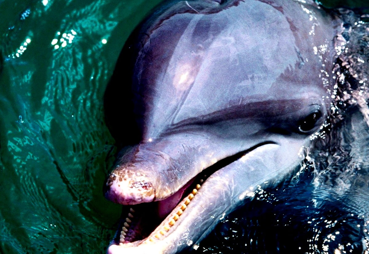 Delfiini, Kalastaa, Eläimet taustakuva | Lataa Kuvia Ilmaiseksi