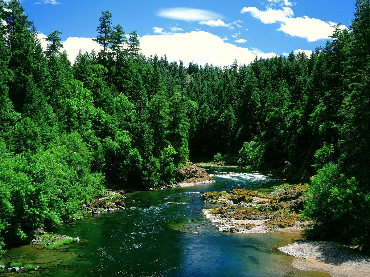 Imagen de pantalla Bosque, Naturaleza, Río | Descargar Foto Gratis