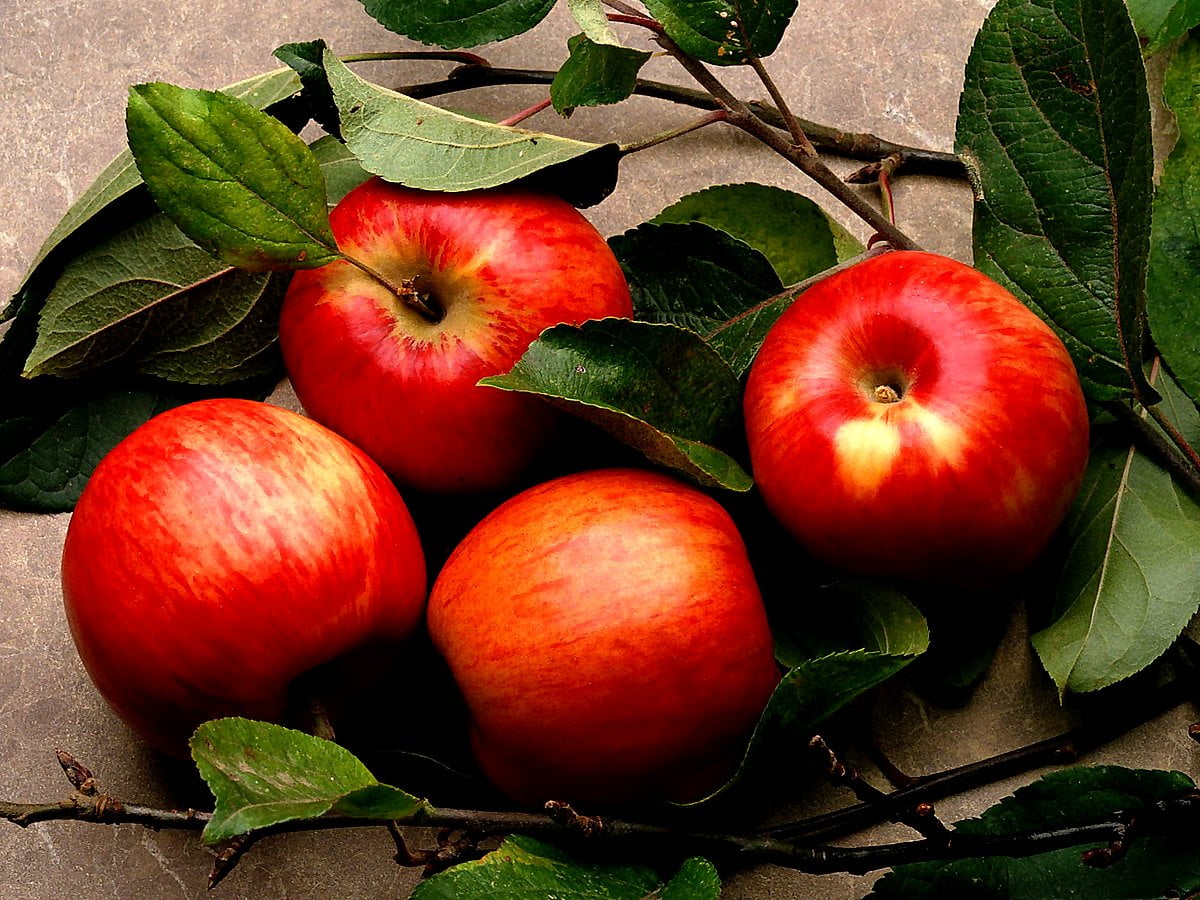 80+ Fondos de pantalla - Manzana HD | Fondos Gratis