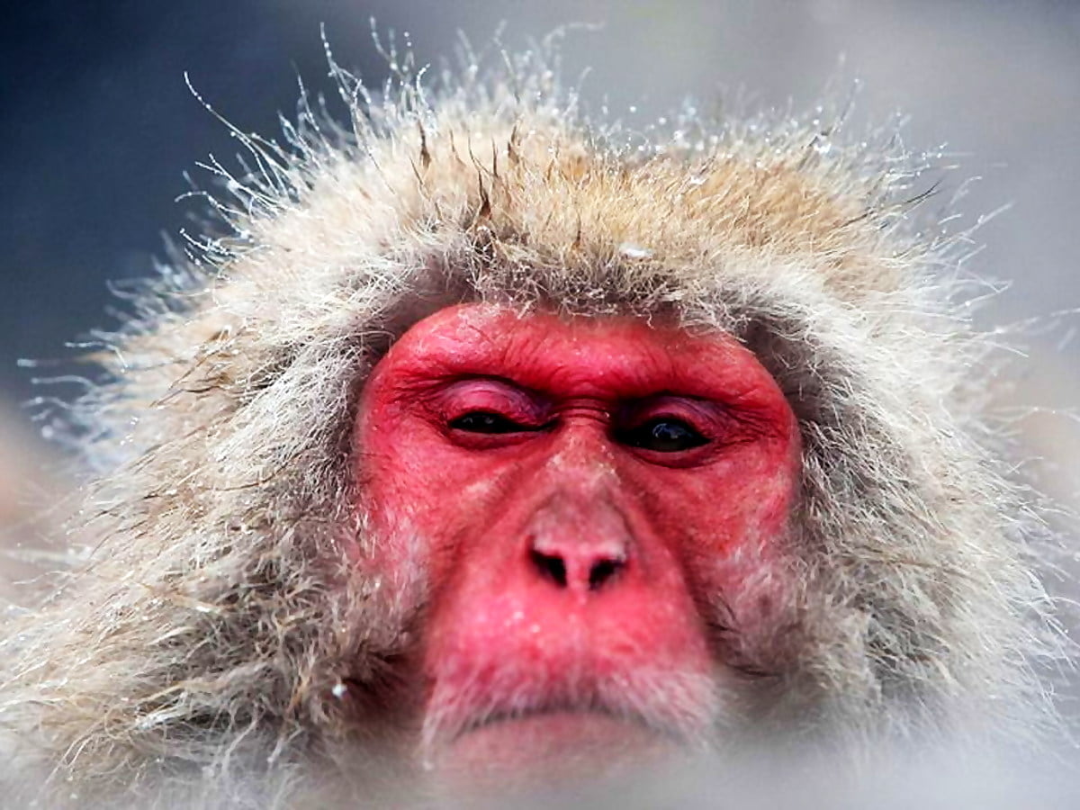 20+ Macaque wallpapers HD | Download Free backgrounds