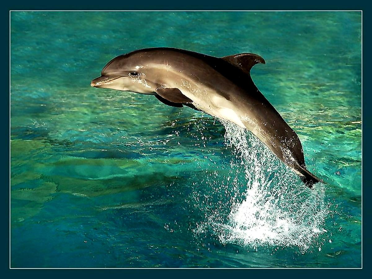 Dolphin, Bottlenose Dolphin, Animals wallpaper | TOP Free wallpapers