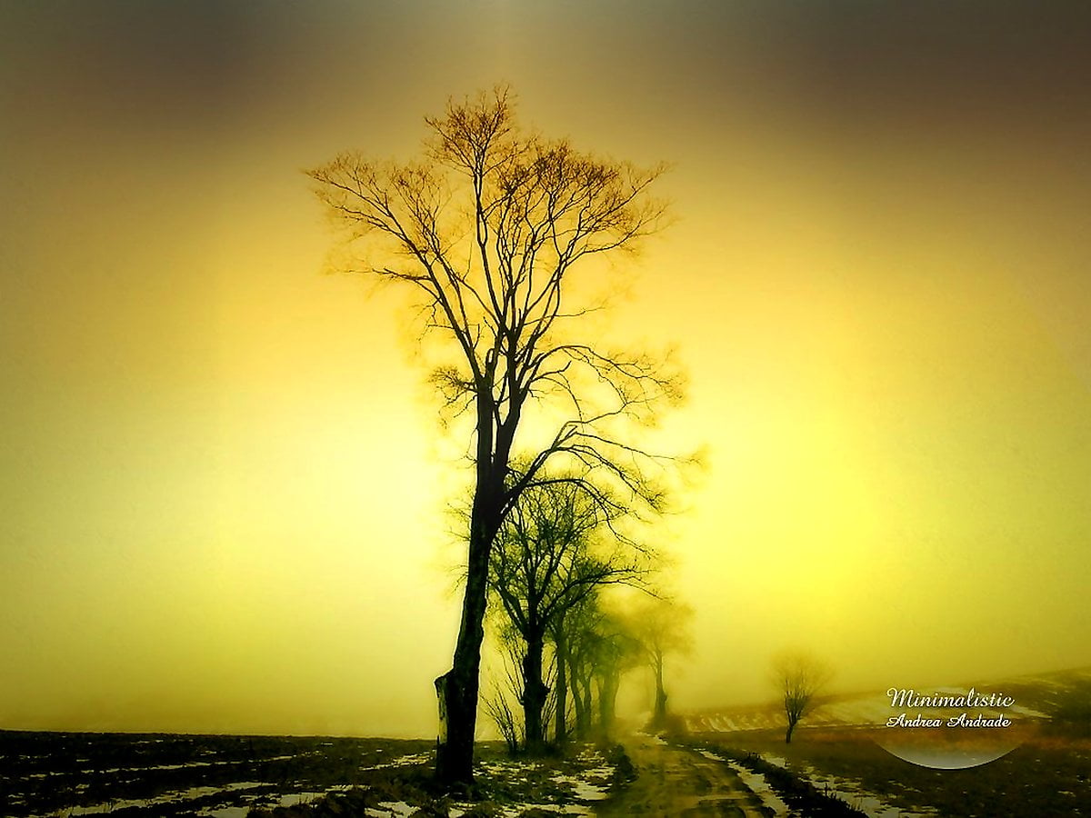 Nature, Bright Future, Fog wallpaper | Free TOP wallpapers