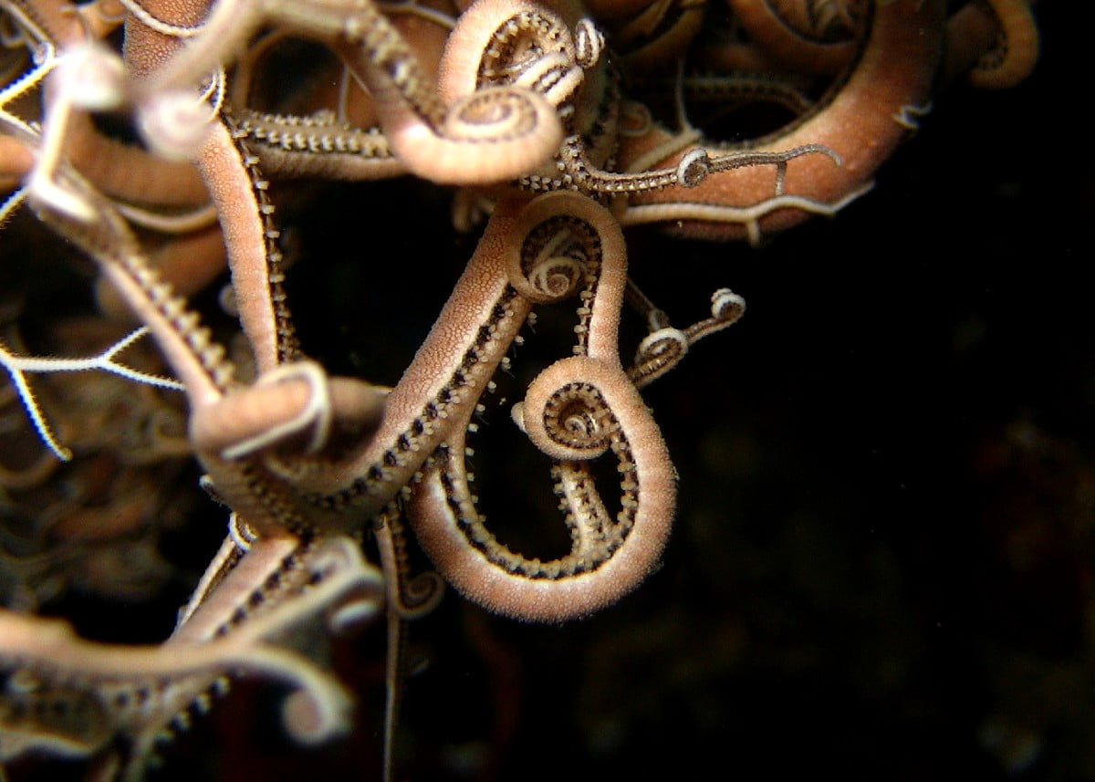 80+ Snake backgrounds HD 🔥 Download Free wallpapers